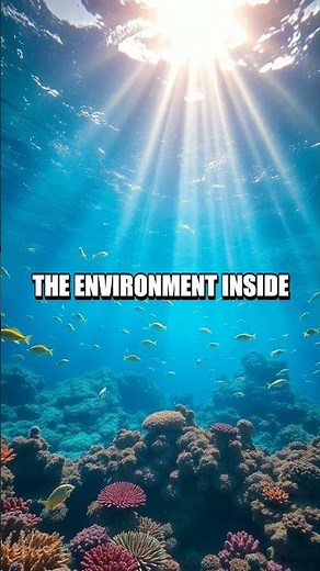 The Quiet Genesis of an Ocean Ring: From Fringing Reef to Atoll