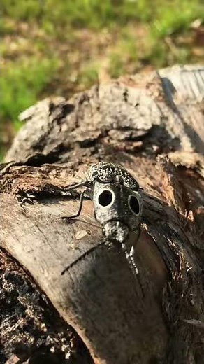Alaus oculatus - entomology - Eastern-eyed Click Beetle