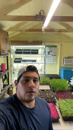 Effective Mold Prevention Tips for Microgreens Growers