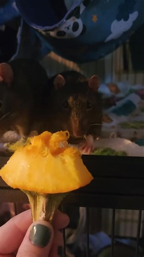 We’ve got some fun and adventurous boys looking for their forever home! Fidget, Ridget and Gidget are being fostered in Burlington, VT. Here’s what their foster says about them: “You could say it’s spring-time in our house because these boys are blossoming into such fun and curious little explorers. They love testing out new enrichment and locations but are becoming more open to climbing into my lap and being scooped when play time ends. I am very happy to see their progress and it’s been so fun