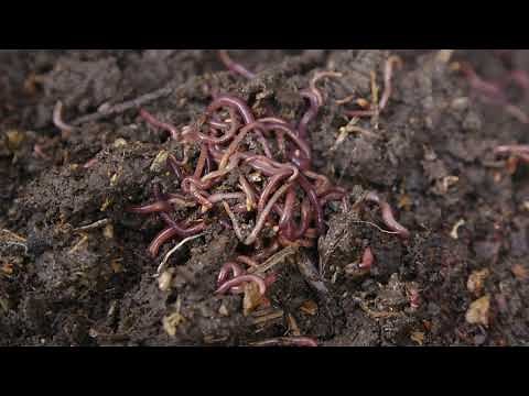 How to make your own in ground worm farm!! DIY worm farm using PVC pipe