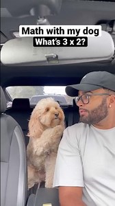 Dog knows how to do math… 😳 #dogs #cockapoo #viral #doglover