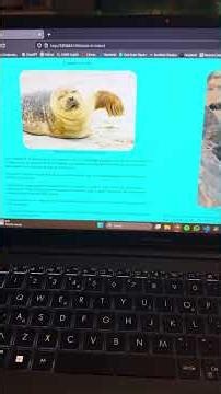 Day 5 of making a website! Validation and more seal facts! #webdevelopment #computerscience #seals