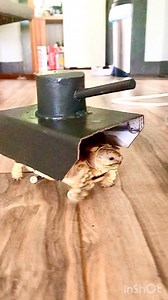 54K views · 1.1K reactions | Skateboard = Good Day #tortoise #turtle #sulcata #reptile #sulcatatortoise #reptiles #tortoises #rollin #kurakura #tortoiselife #funnyanimals #funnyvideos #turtles #tortoiselove #pet #tortoiselover #pardalis #cute #funnypets #awesome #skateboard #toocute #pets #animals #torto #aww #love #sulcatalover | Tucker The Tiny Tortoise | Facebook