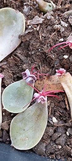 alien legs are all growing into beautiful babies