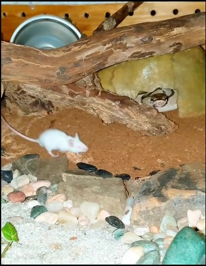 Snack time #snacktime #ballpython #foryoupage