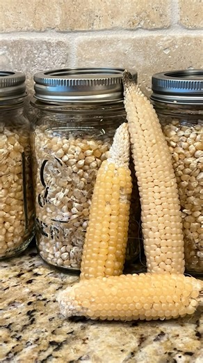 Collins Country on Instagram: "How we process & store popcorn corn!🌽🍿 Processing popcorn corn is easy! And it’s honestly an enjoyable process:) #homestead #homesteading #gardening #growyourownfood #popcorn #corn #tipsandtricks #learn #foodpreservation"