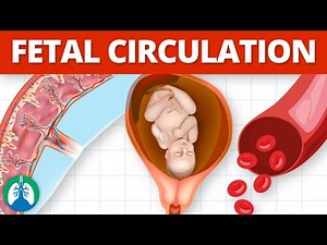Fetal Circulation | Quick and Simple Explanation