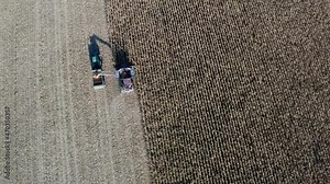 Combine harvester loads the freshly harvested grain on a trailer. Aerial Drone view of working process at Agricultural field
