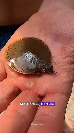 the Turtle 🐢 which has soft cell And amazing creature 😱 #turtle