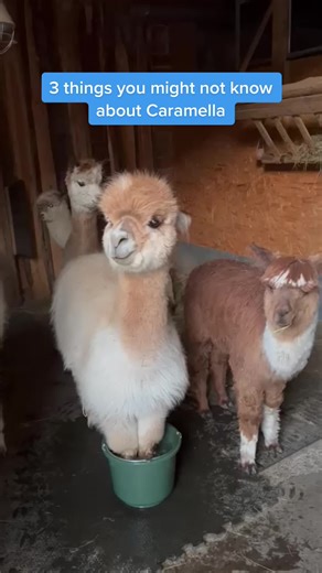 tre_alpacas on TikTok