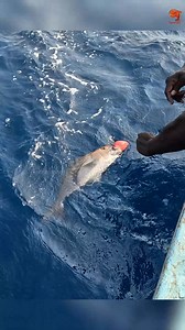 11K views · 119 reactions | Deep Sea Fishing for Rosy Snapper #fishing #fishingvideos #fishingtime | Neerulagam | Facebook