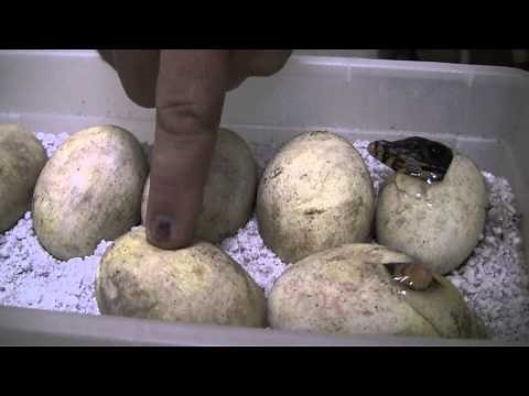 Monitor Eggs Hatching Part 1