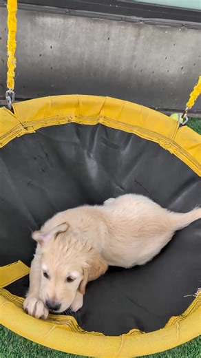 ✨ Balance Exercise: Swing ✨ I switched the swings a few days ago since all the pups are tall enough and bold enough to climb inside the yellow one now. The flat one was nice because it was super low to the ground, but unless the pups perfectly centered themselves it acted more like a seesaw than swing 💁🏼‍♀️ Here's some times I've caught them playing inside ☺️ 💙💛🖤❤️💜🧡🩷💚 Learning to get in a swing is no small feat. It requires a lot of confidence to move across an unsteady, moving surface