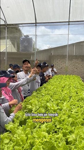 Belajar Menanam Hidroponik Bersama Casafarm Untuk Pemula #hidroponik #hydroponics