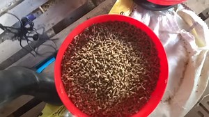 98K views · 1.7K reactions | Broiler Chicken Farming in South Africa । Broiler farm cost breakdown । Chicken farming tips | Makwala Agri | Facebook