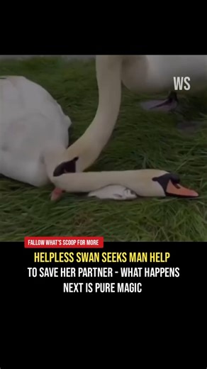 What's Scoop on Instagram: "One of the most emotional sights you’ll witness today. 🦢💔 A panicked swan seeks human help to save her life partner caught in a deadly ghost net. What follows is pure magic — a rescue, a tear-jerking reunion, a heart-shaped moment, and a silent “thank you” that says it all. Love truly speaks without words. However, it’s important to clarify that this is not real footage. This touching story is an AI-generated narrative created by @yamatosenseii and it showcases how 