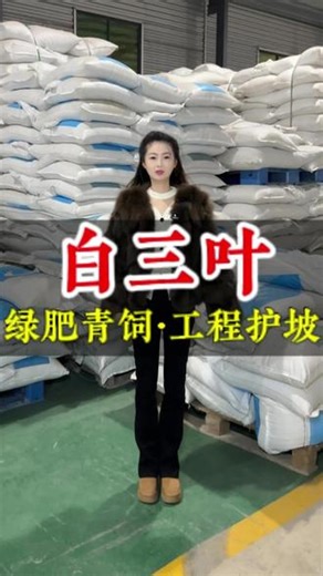 👍🏻👍🏻白三叶，学名为白车轴草，是一种多年生草本植物，以其强大的适应性而闻名。它不仅广泛用于绿化草坪、公园和庭院，还可作为优质牧草供家畜食[握手][握手][握手]#白三叶 #白三叶种子 #护坡种子 #草坪种子 #草坪种子批发