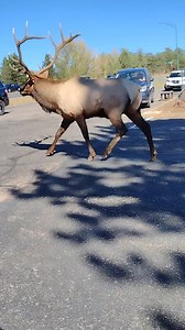 Big guy! #bullelk #elk #elkrut #colorado #estespark #estesparkcolorado #coloradoelk #coloradowildlife #wildlife #wildlifephotography #wildlifevideos #foryou #reels #animallove #animalslover | Colorado Adventures