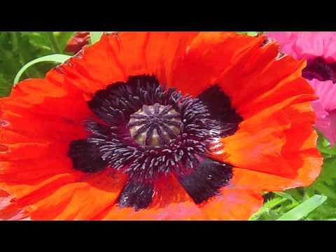 Gardening Lessons : Different Types of Poppy Plants