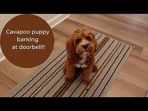 Cavapoo puppy barking at doorbell.