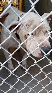 11K views · 1.1K reactions | ***ADOPTED!***  #A4343740 "Clyde"...