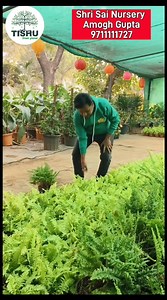 6.2K views · 50 reactions | No Sun? No Problem! Meet the Fern Family...