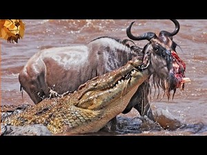 "Crocodile vs Wildebeest 😱 Brutal River Hunt Caught on Camera!"