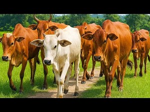 Puluhan Sapi Berlarian Di bukit yang hijau, Suara Sapi Moo, Sapi Lucu Berjalan menuju ladang hijau