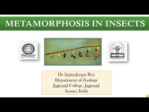 Metamorphosis in Insects