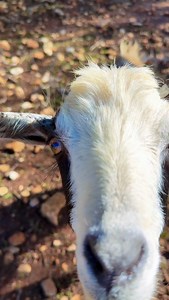In the southwest of Morocco, nature bends the rules. Goats climb argan trees with effortless balance, turning the landscape into a living postcard. A daily scene, centuries old, where tradition, survival, and harmony with nature meet under the Moroccan sun. #morocco #argantree #moroccotravel #authenticmorocco #natureculture | Morocco Shiny Days
