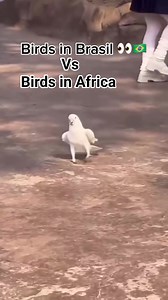 Brazil vs Africa 😂 | AFRICAN ENTERTAINMENT