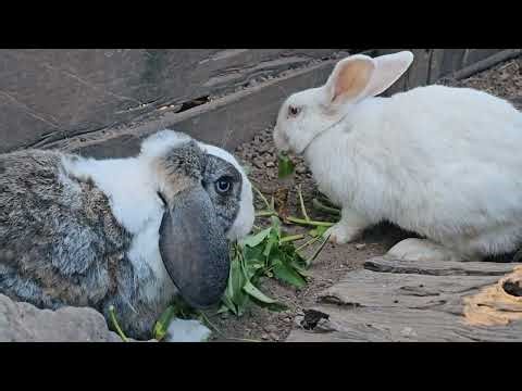 The male and female rabbits are happily eating.