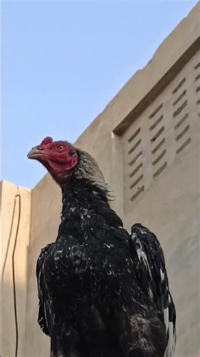 aseel Java murga#cutebirds #cutepets #shorts