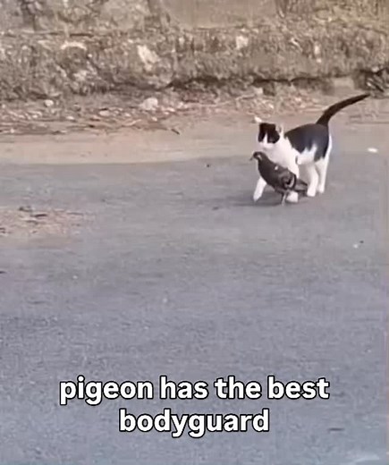 6.9K views · 410 reactions | join the discord in our bio! dm for credit/removal: #cats #cat #catmemes #funnycat #reels | Just cats being cats | Facebook