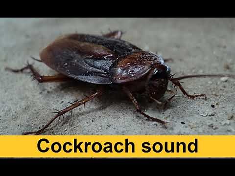 Cockroach Sound