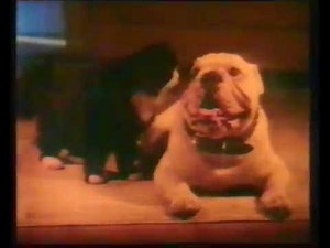 coal dog cat mouse Advert (OLD Adverts) cute animals