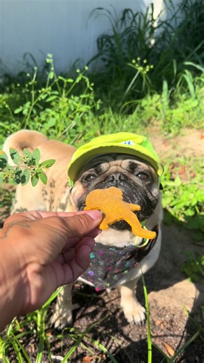 Did I Make You Smile? Adorable Pug Moments!