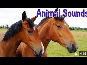 Animal Sounds For Children 🐶 | 30 Amazing Animals To learn