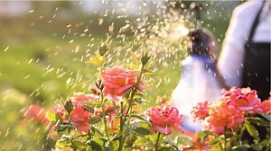 Pflanzen von selbst gießen: Das kann das AquaBloom L Set