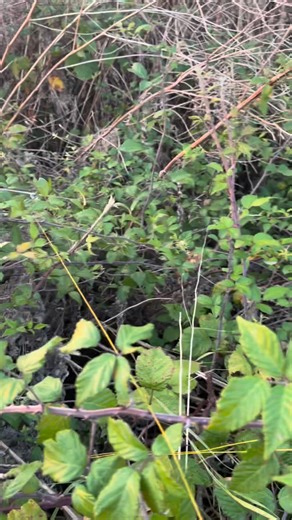 Real distance with ding casting 🔔 (Distance with gps 0,28/65) #gennaromargarita #surfcastingbeach #surfcastingitalia #longcasting #viral #pescador #fishing #pescaesportiva #napoli #italy #world #sea #casting #reel #trend #sound #argentina #spain #france #ocean #fisherman #otg #pendulum #lanciotecnico #viralreel #reels #caster | Gennaro Margarita