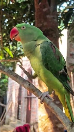 amazing talking parrot 🦜🍏🍏🦜#talkingparot #petbird #nonstoptalkingparrot