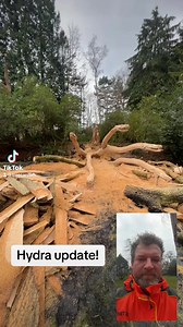 Update on the #hydra sculpture from the end of day six. Faces done and texture started! #chainsawcarving #sculpture #stihlgb | Simon O'Rourke - Tree Carving