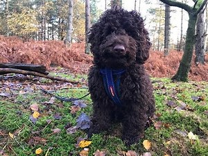 Enzo - 16 Week Old Cockapoo Puppy - 2 Weeks Residential Dog Training