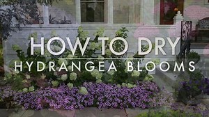 751K views · 7.9K reactions | Laura, Garden Answer has a very easy way to dry your hydrangea blooms so you can enjoy them on table tops, in a wreath, or however you like for years to come! | Proven Winners | Facebook