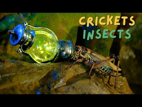 Listen And Watch Crickets And Insects In Nature - Nature Sounds For Deep Sleep [4K]