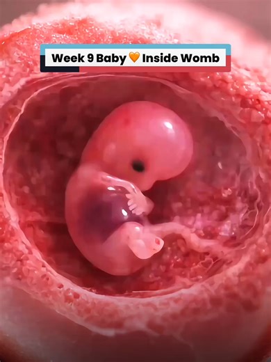 9 Weeks Pregnant: Inside the Womb Development