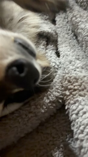 Diddles Raccoon | Sprawled across the bed on his back with his soft fluffy rolls spilling over all the blankets is Diddles go to position for bed time. When... | Instagram