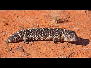 Shingleback Lizard Gives Birth To Live Babies In The Wild