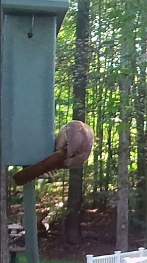 The Sweet Song of a Carolina Wren in My Backyard
